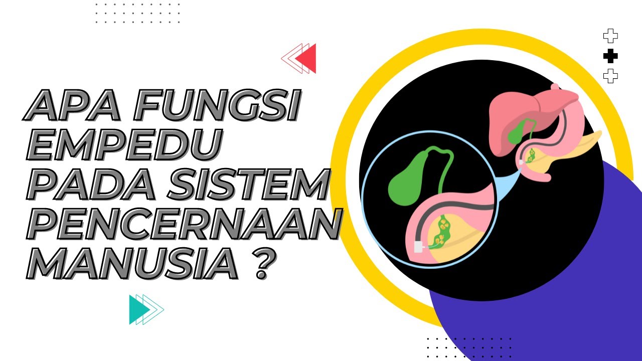5 Fungsi Empedu Pada Sistem Pencernaan Manusia #empedu #fungsi # ...