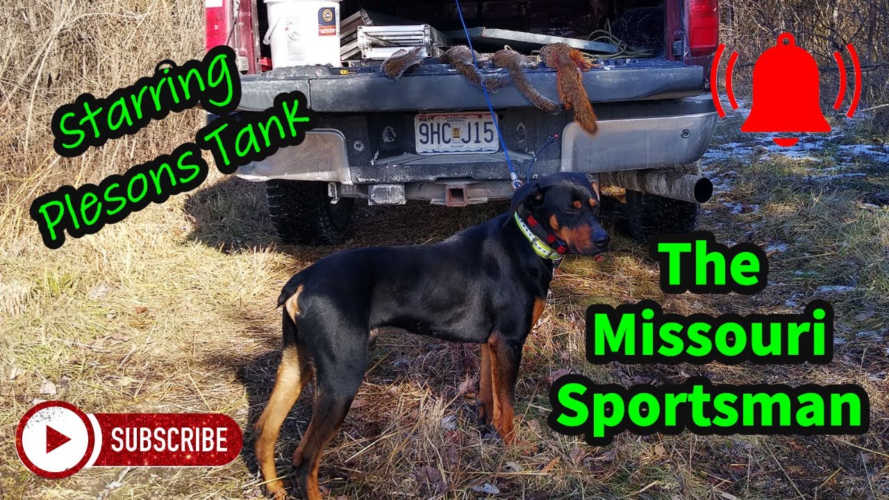 Extreme Squirrel Hunting With a Dog!!! - YouTube