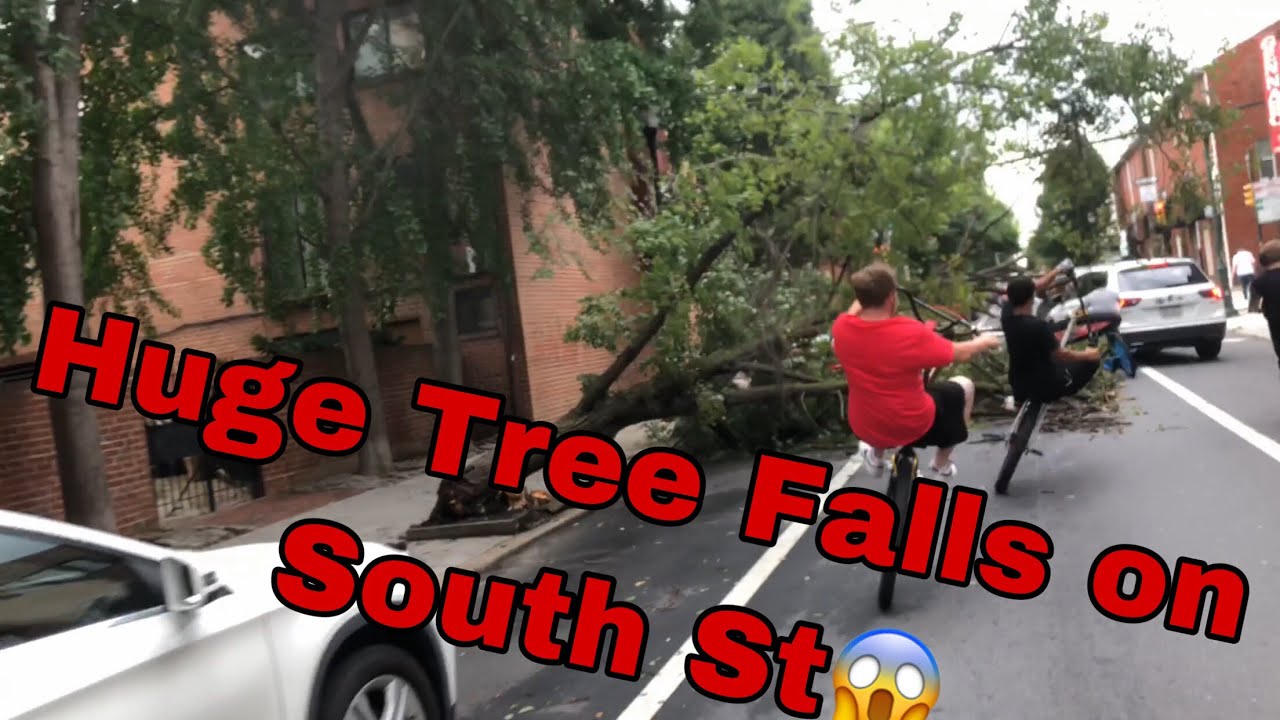 Huge Tree Falls on South St *CLOSE CALL* - YouTube