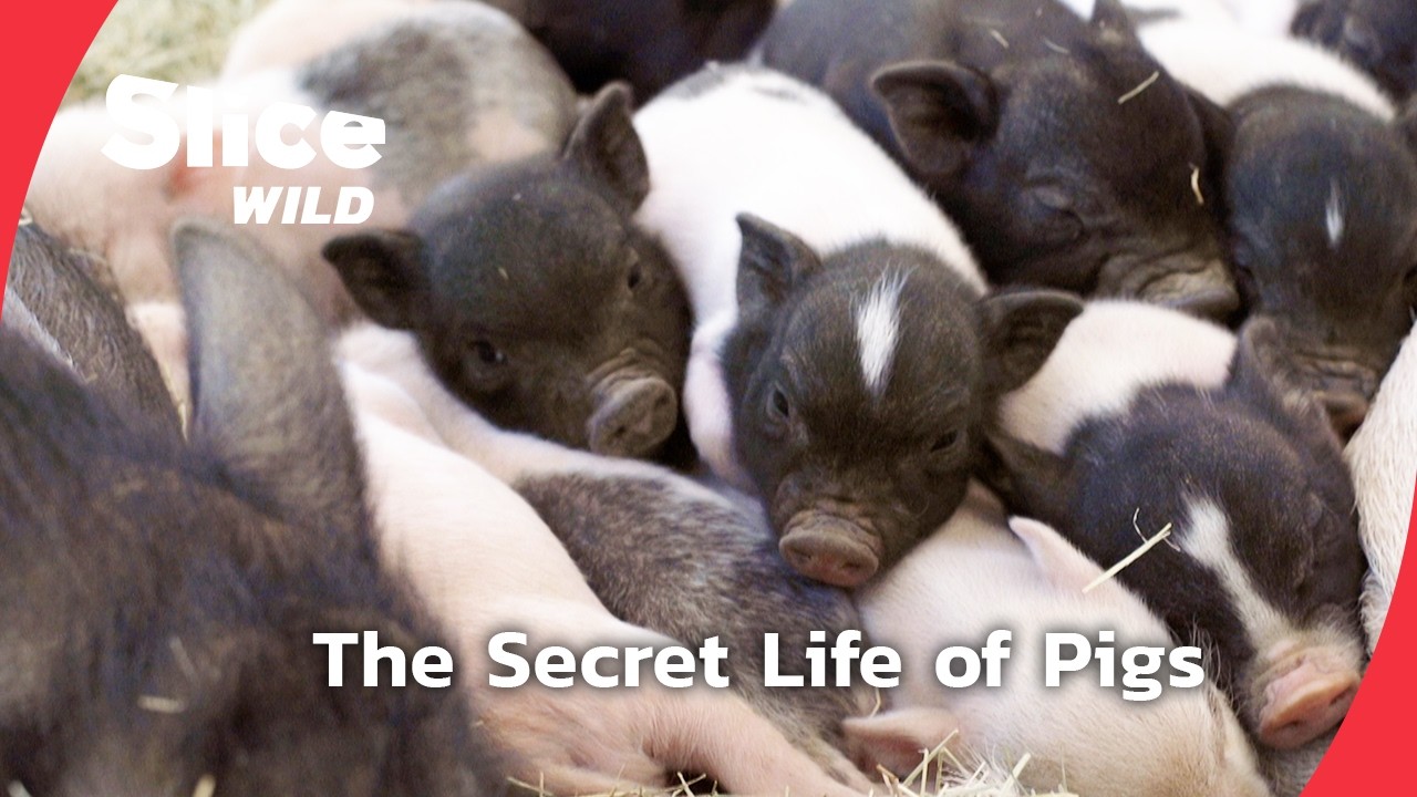 The Untold Stories of Pigs | SLICE WILD - YouTube