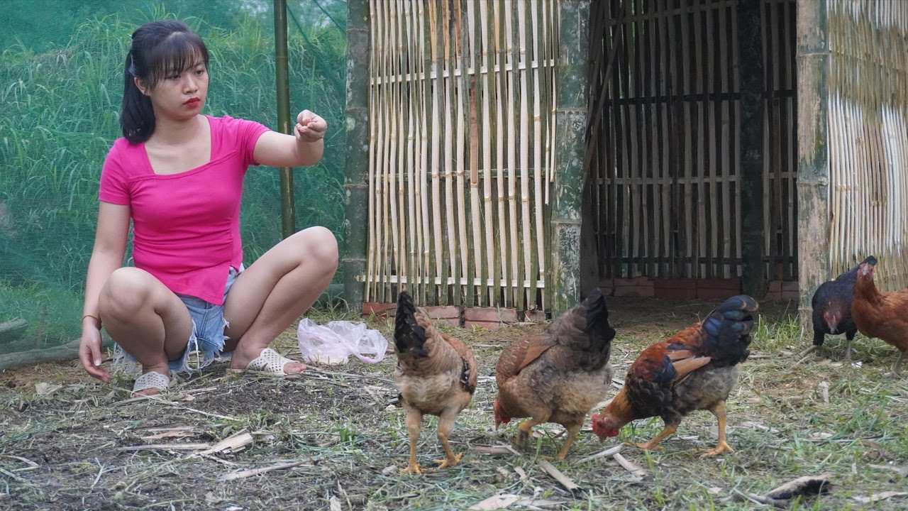 Build bamboo houses for chickens - Full video building house - Farm ...