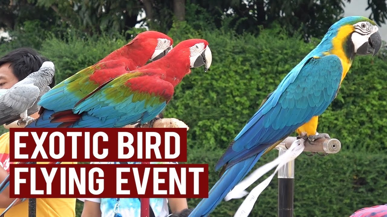 Pet Parrots Fly Free Over Chao Phraya River - YouTube