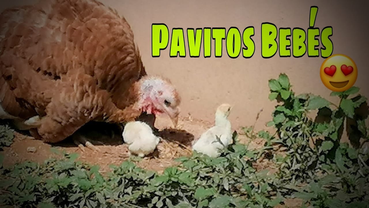 Nacieron mis polluelos de pavos guajolotes bebes cria de pavos - YouTube