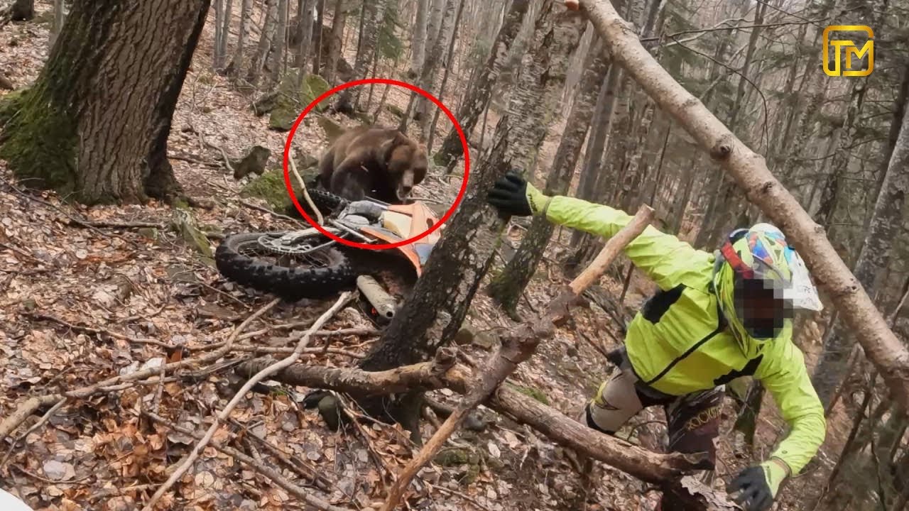 TOP 10 Real Moments Bears attacks humans caught on CCTV camera P2 - YouTube