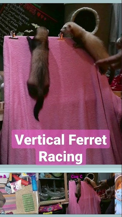 We invented a new game for our ferrets. Vertical Ferret Racing 😁 # ...