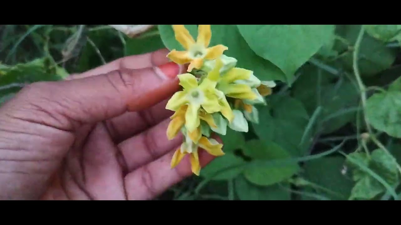 Kodi sampangi plants | Growth tips and tricks | How to do - YouTube