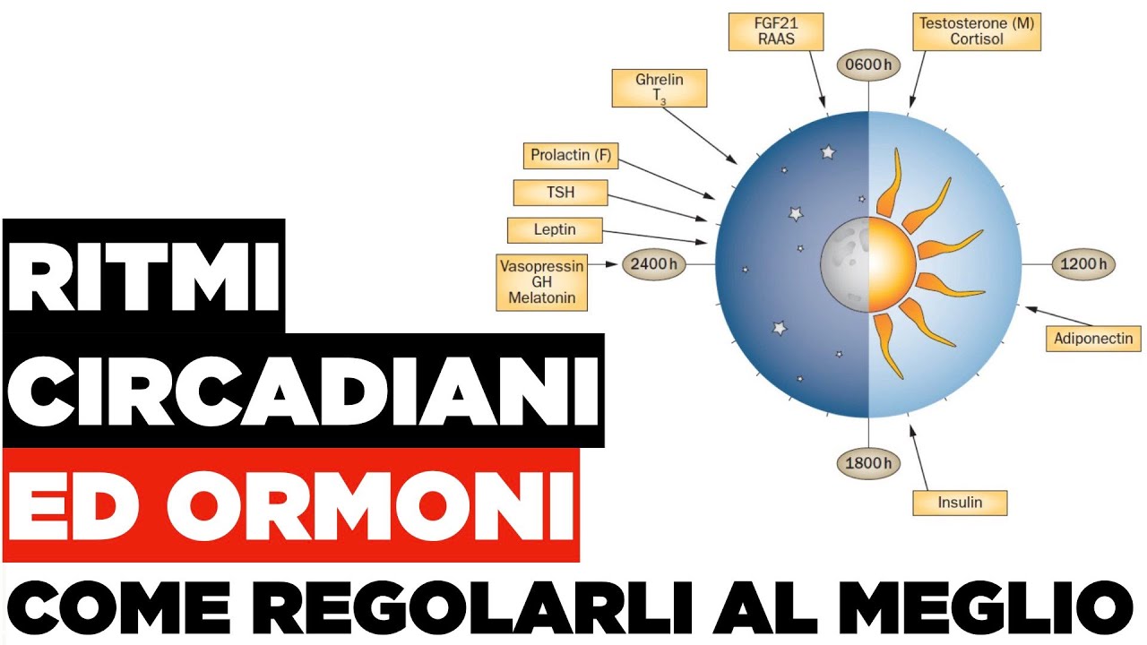 Ormoni e ritmi circadiani - YouTube