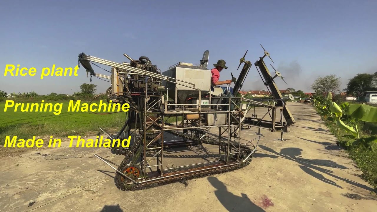 Rice plant pruning machine made in Thailand - YouTube