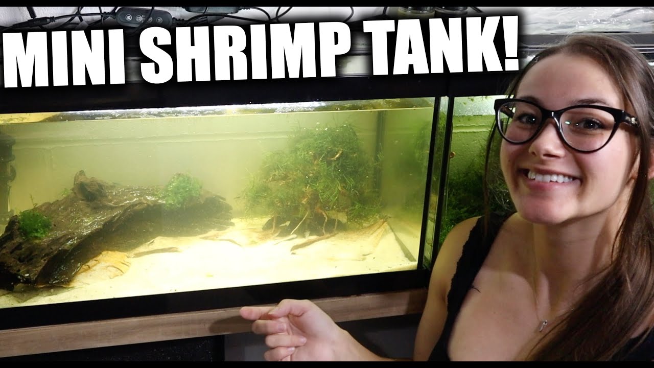 AQUASCAPING MY MINI SHRIMP TANK! - ADayWithT - YouTube
