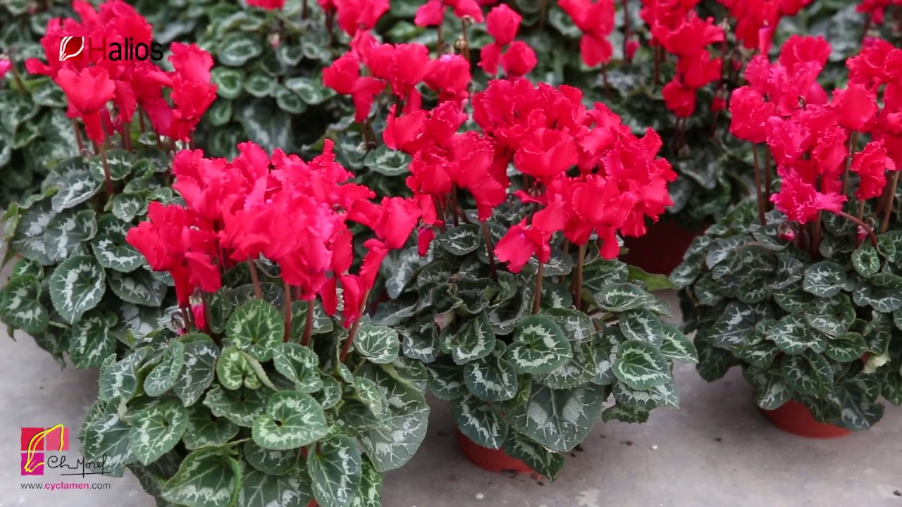 Cyclamen HALIOS® large flower Morel trial NL - YouTube