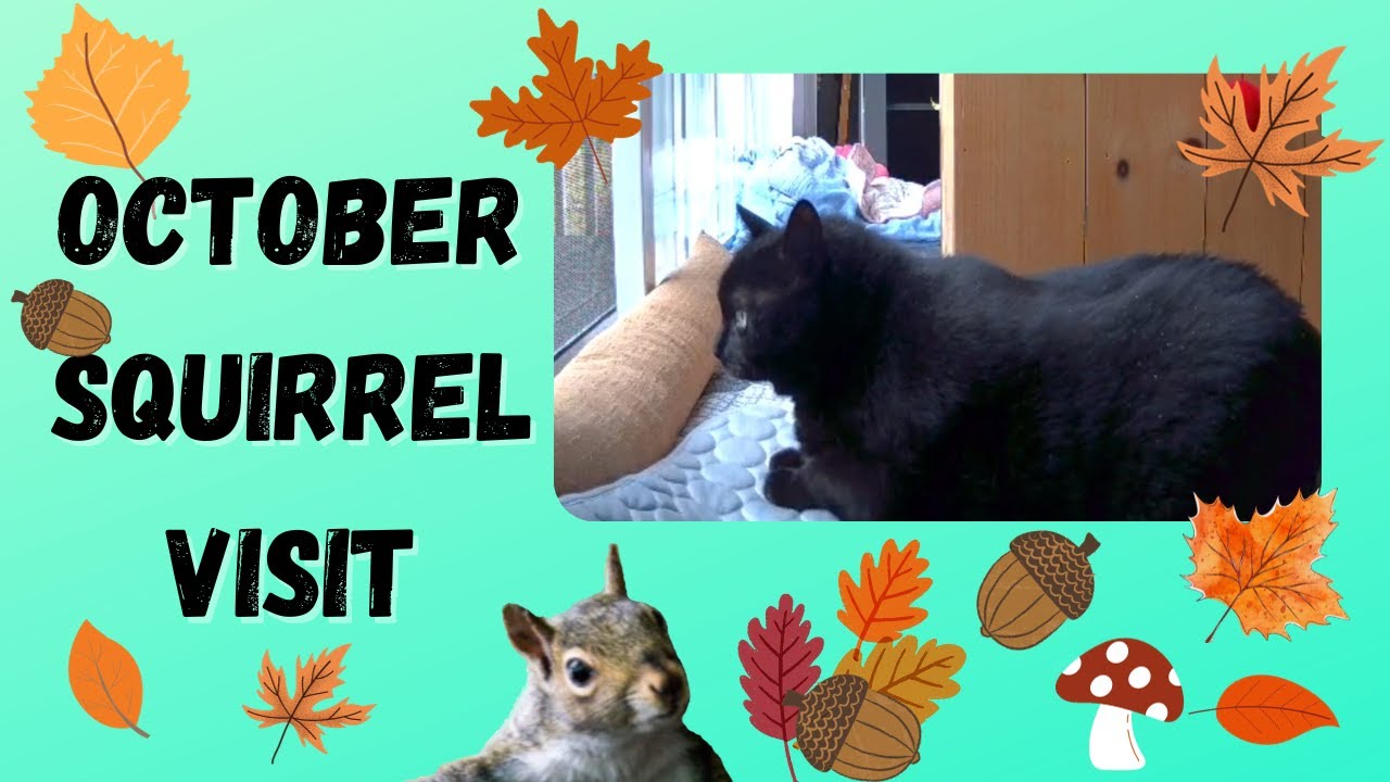 1217) October Squirrel Visit for Tootsie - YouTube