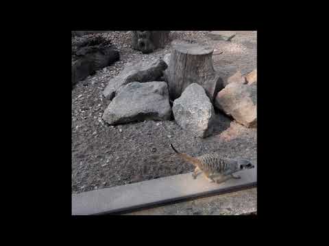 Tierpark Delitzsch Erdmännchen - YouTube