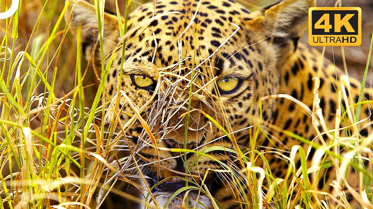 MASTERS OF DISGUISE: THE MOST TERRIFYING HUNTERS | Wildlife Documentary ...