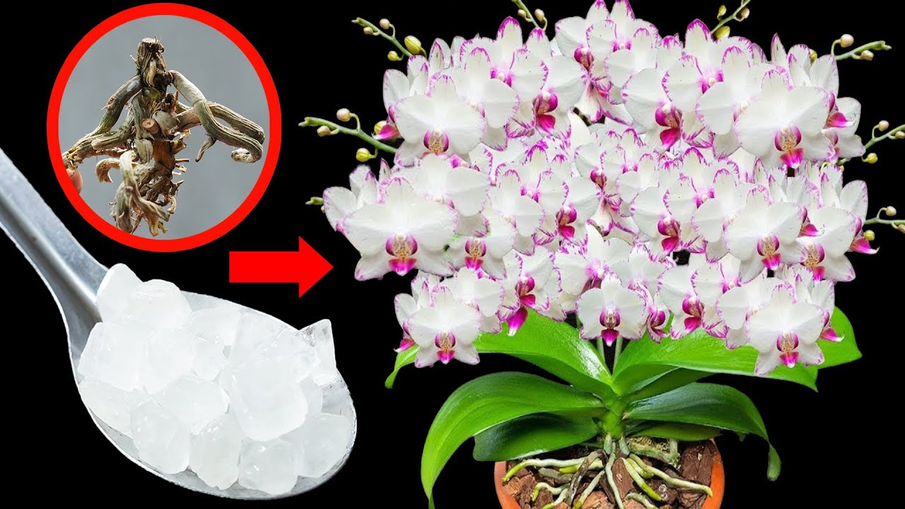MIRACLE FORMULA To Restore Orchids QUICKLY!Blooming All Year Round ...