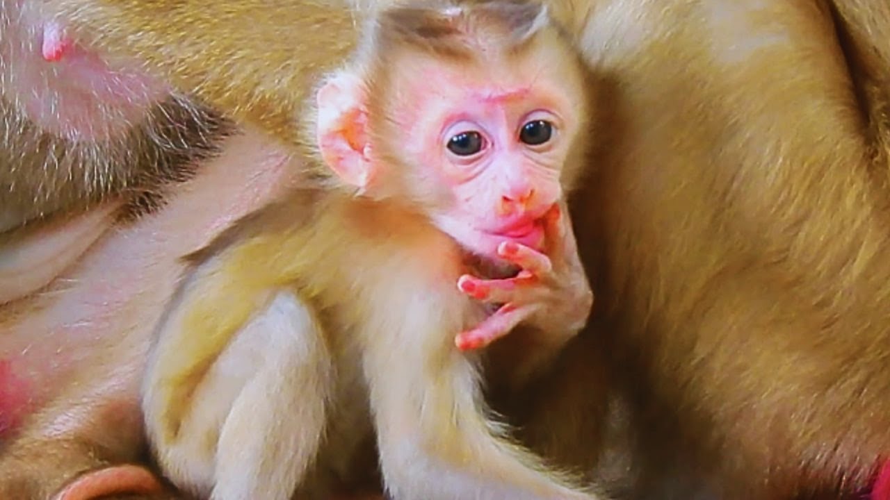 Lovely monkey viedo clip, Tiny baby monkey Jenifer relaxing with Julie ...