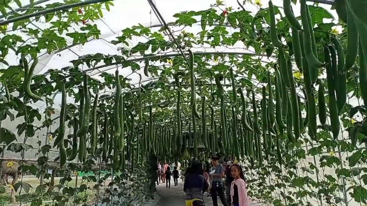 PATOLA | SPONGE GOURD VEGETABLE PLANTS - YouTube