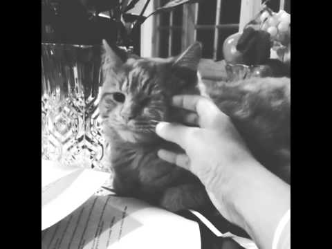 Feliz día al mejor potoco cacheton de los gatos. Agamenon rey de ...