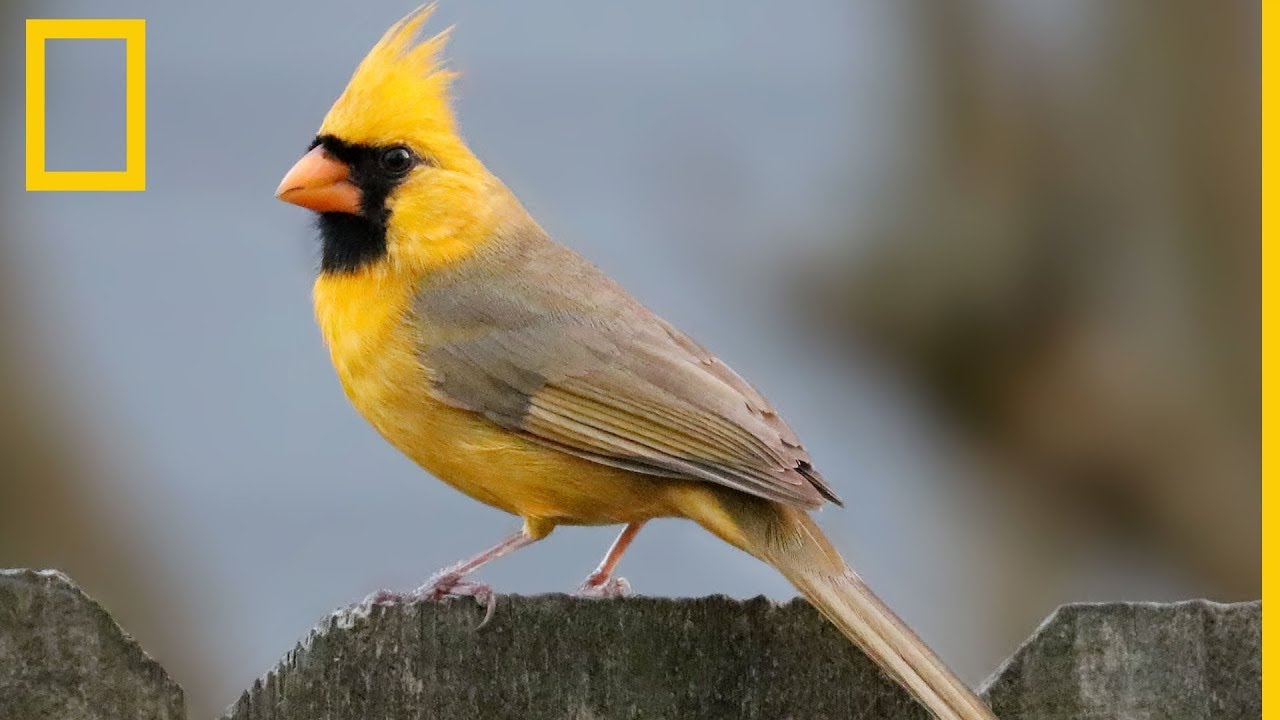 Un raro cardenal amarillo en Alabama | National Geographic en Español ...
