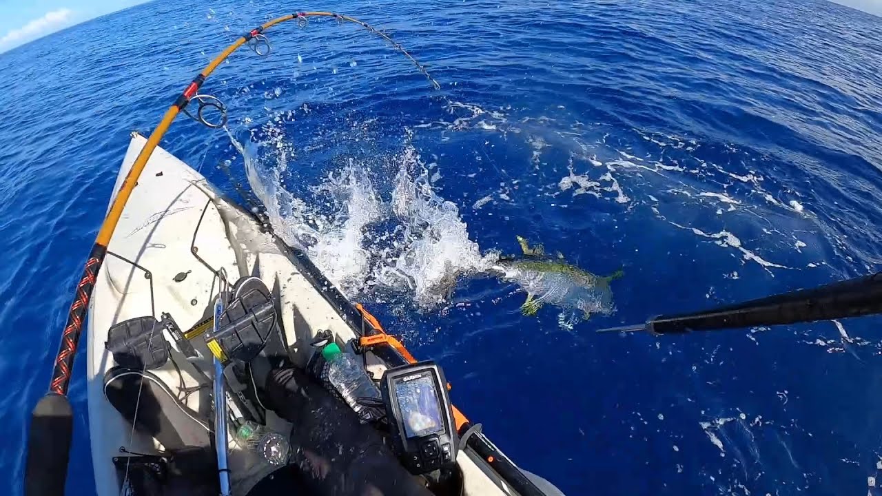 Hawaii Kayak Fishing: Trading opelu for shibi ahi (yellowfin tuna ...