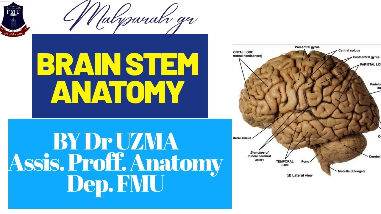 |OSPE| Brain Stem Anatomy Demonstration on Specimen and Model # ...