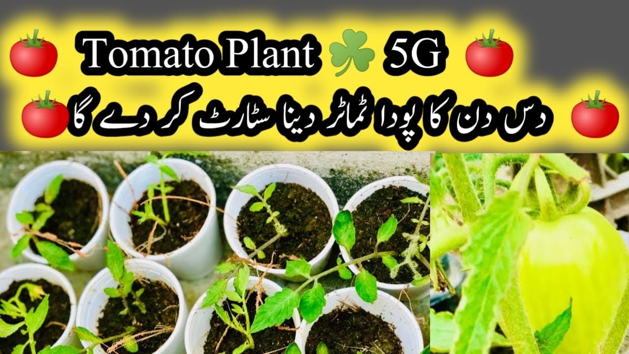 How To grow tomatoes at home, you will need: #tomatoes 10 Din ma ...