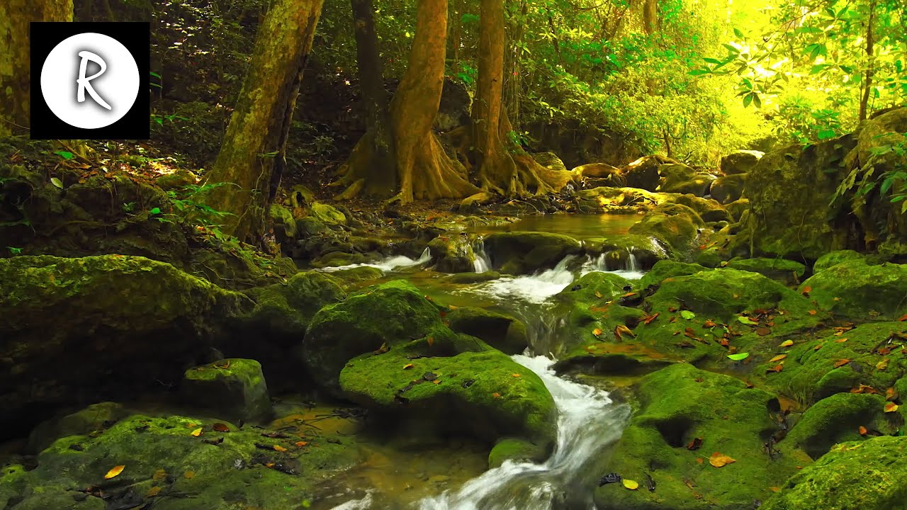 Lovely Stream Sounds 10 Hours 4K - for Sleep, Insomnia, Meditation ...