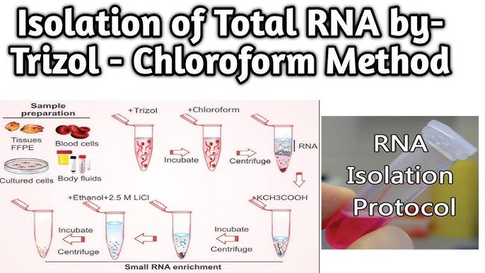 Dna Extraction By Sds Method Phenol Chloroform Mixture 54 Off