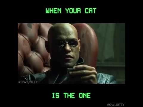 Matrix Cat - YouTube