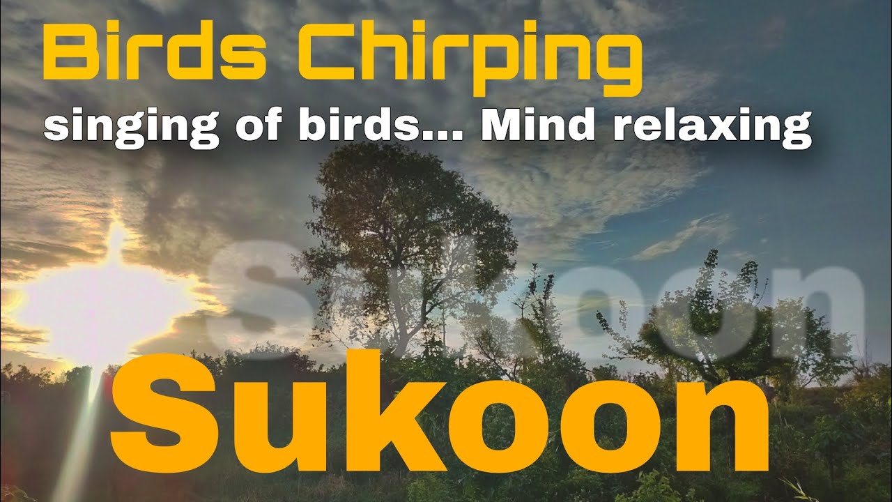 Birds chirping | Sukoon | Birds Singing | Mind Relaxing | Morning ...