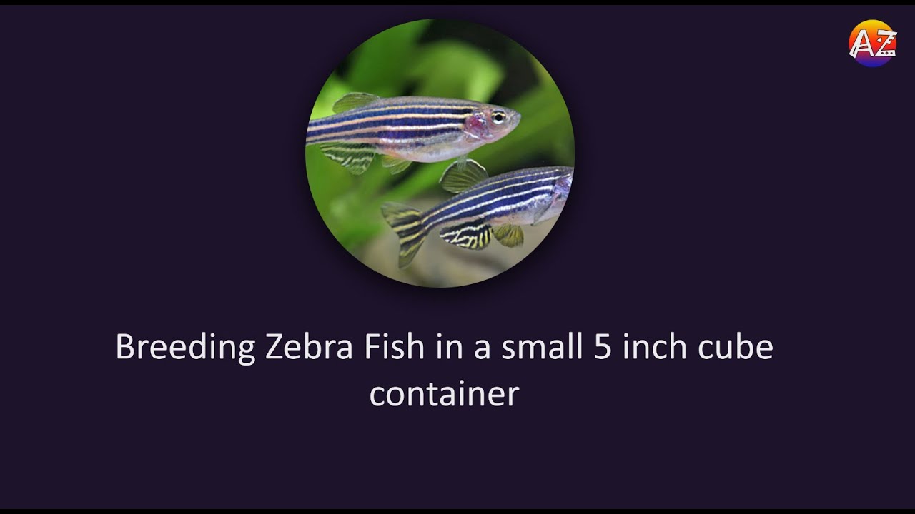 Breeding Zebra Danios Fish in a small container - YouTube