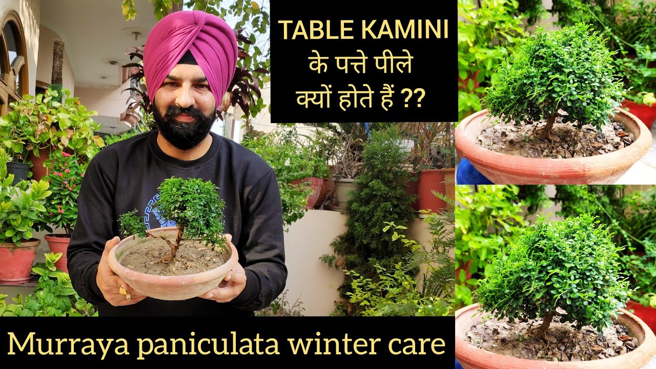 Table kamini winter care, dwarf kamini, mini kamini, murraya paniculata ...
