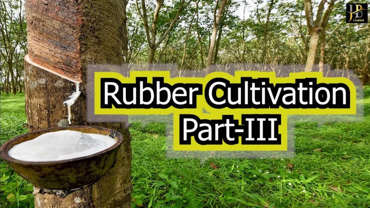 Rubber Cultivation Part-III - YouTube