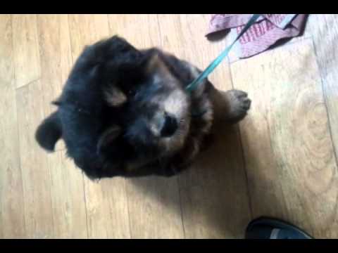 Mongol banhriin golog .bankhar.s - YouTube