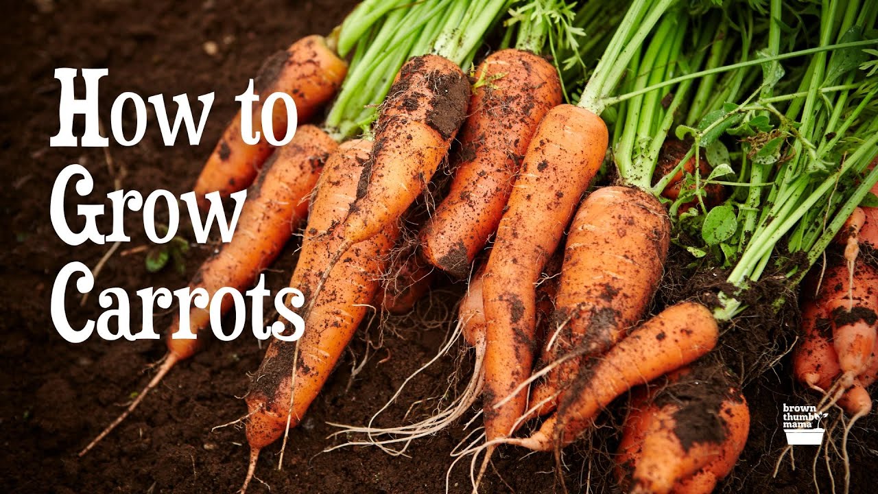 How to Grow Carrots - YouTube