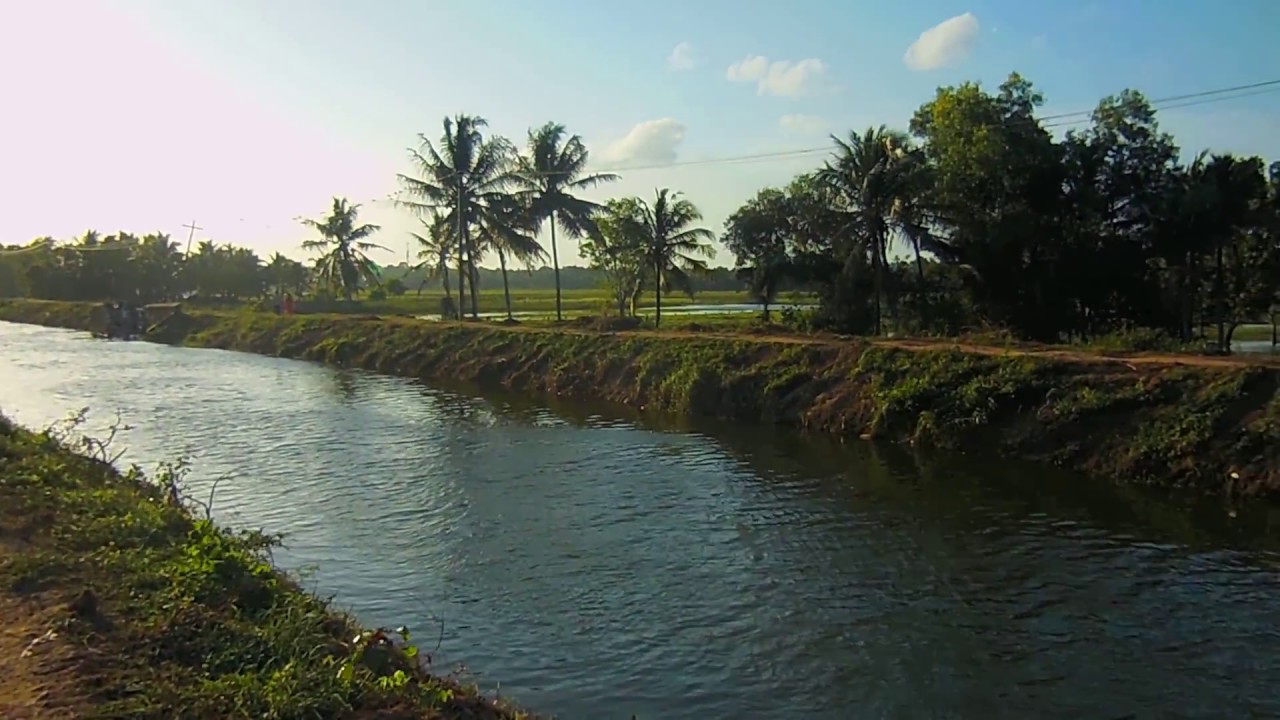 vellayani punchakkari - YouTube