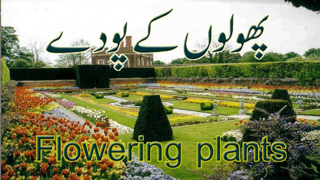 Flowering plants//پھولوں کے پودے //flowering tree story - YouTube