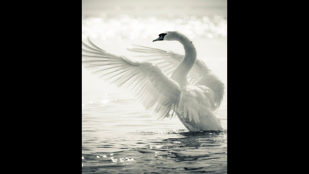 Bedtime stories The Six Swans - YouTube