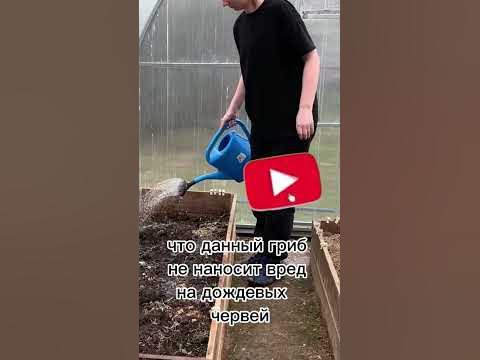 Метаризин средство от почвенных вредителей совка, медведка, белокрылка ...