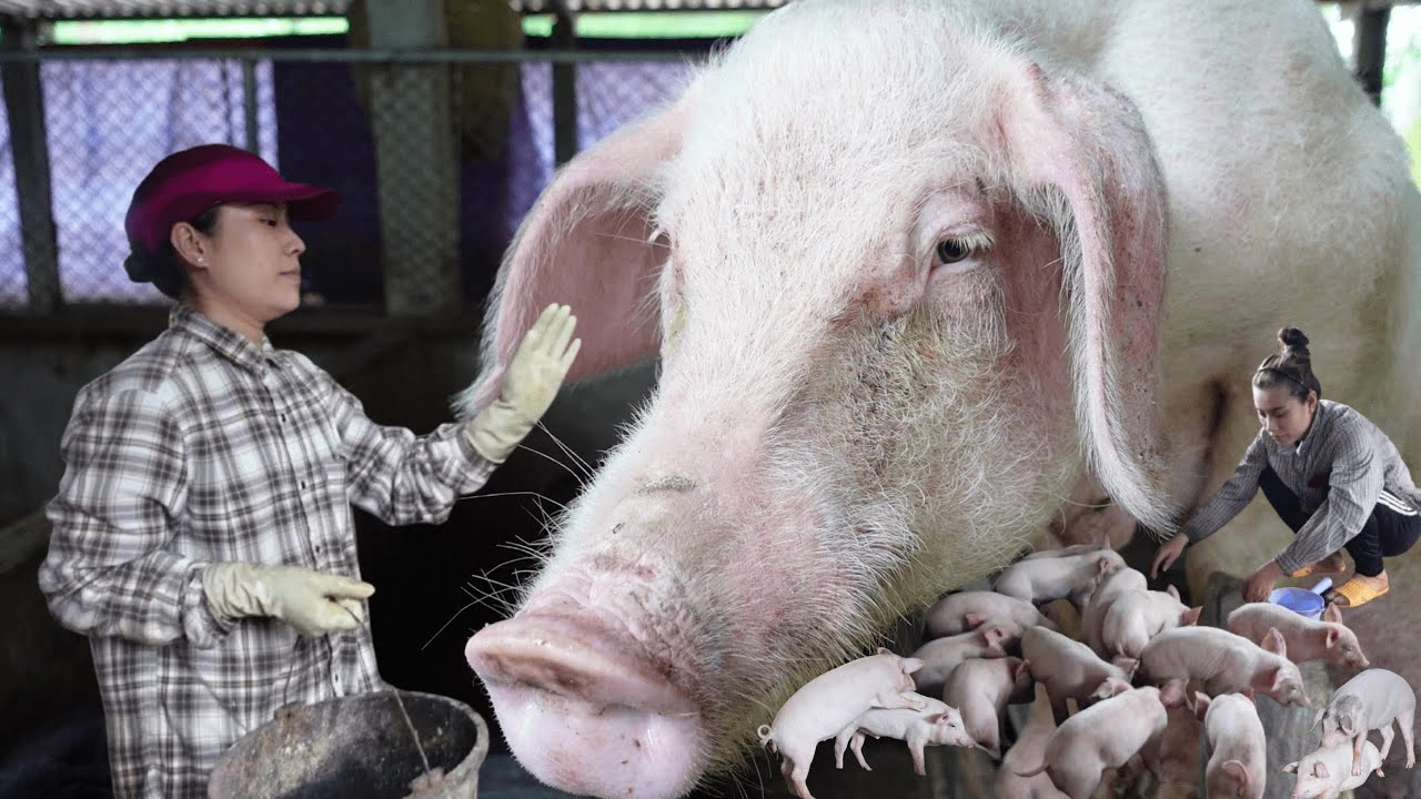 How to Start Pig Farming with Little to No Budget! - YouTube