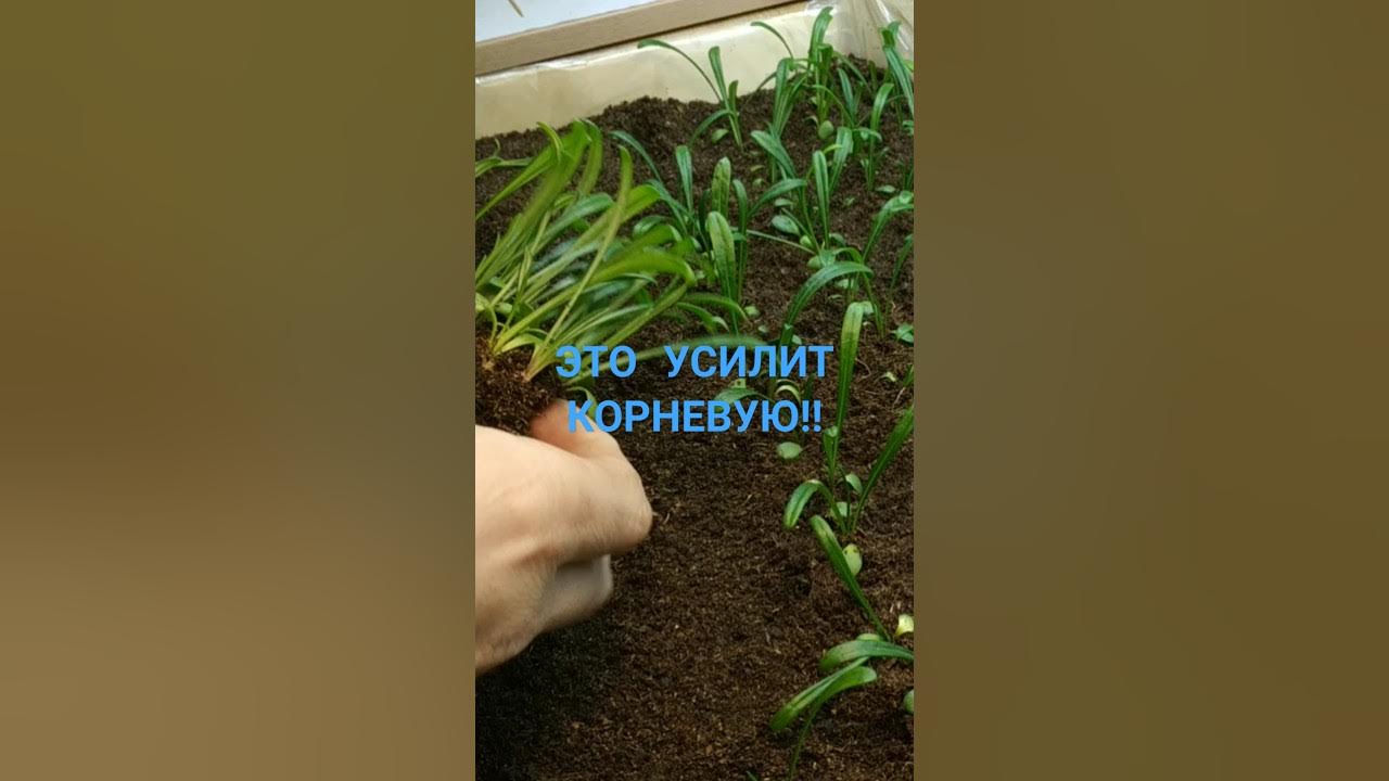 А ВЫ ЗНАЛИ, ЧТО ПРИ ПИКИРОВКЕ РАСТЕНИЙ ЭТО НЕОБХОДИМО ДЕЛАТЬ?!#растения ...