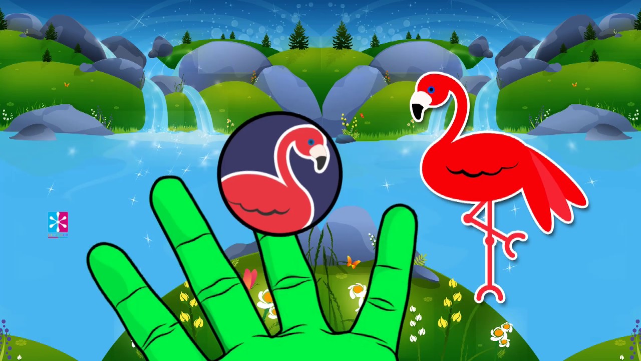 Flamingo | Finger Family Song | Nursery Rhymes for Kids (SPANISH) - YouTube