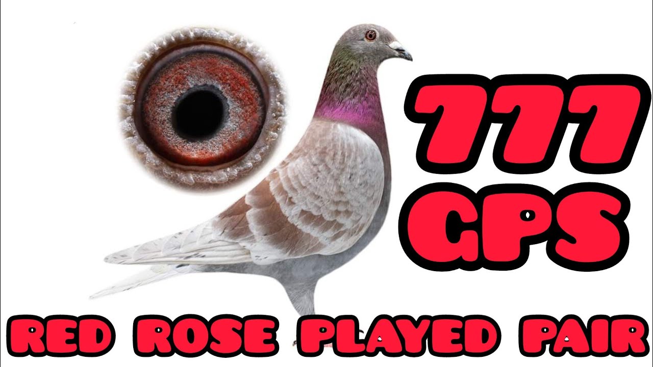 Red Rose Racer Pigeon Breeder Pair #kalapati #belgium - YouTube