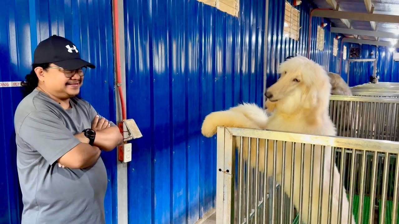 LARGE DOG BREEDS IN THE WORLD: 31 BREEDS, 170 DOGS in one KENNEL Farm ...