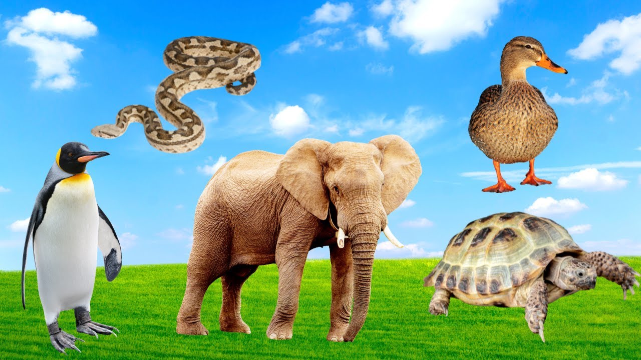 The Most Fascinating Animals on Earth: Snakes, Elephants, Crocodiles ...