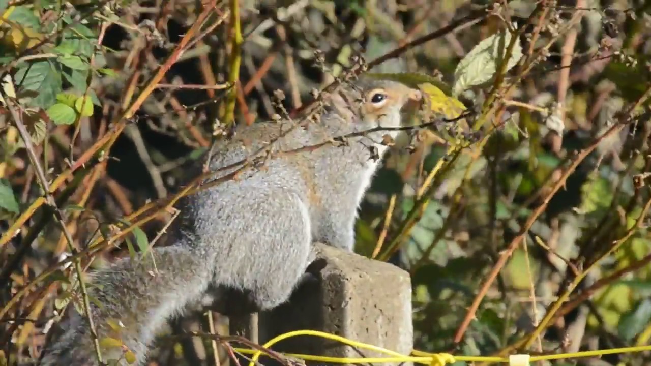 Squirrel cam - 23rd November 2017 - 2 squirrels on a fence - YouTube