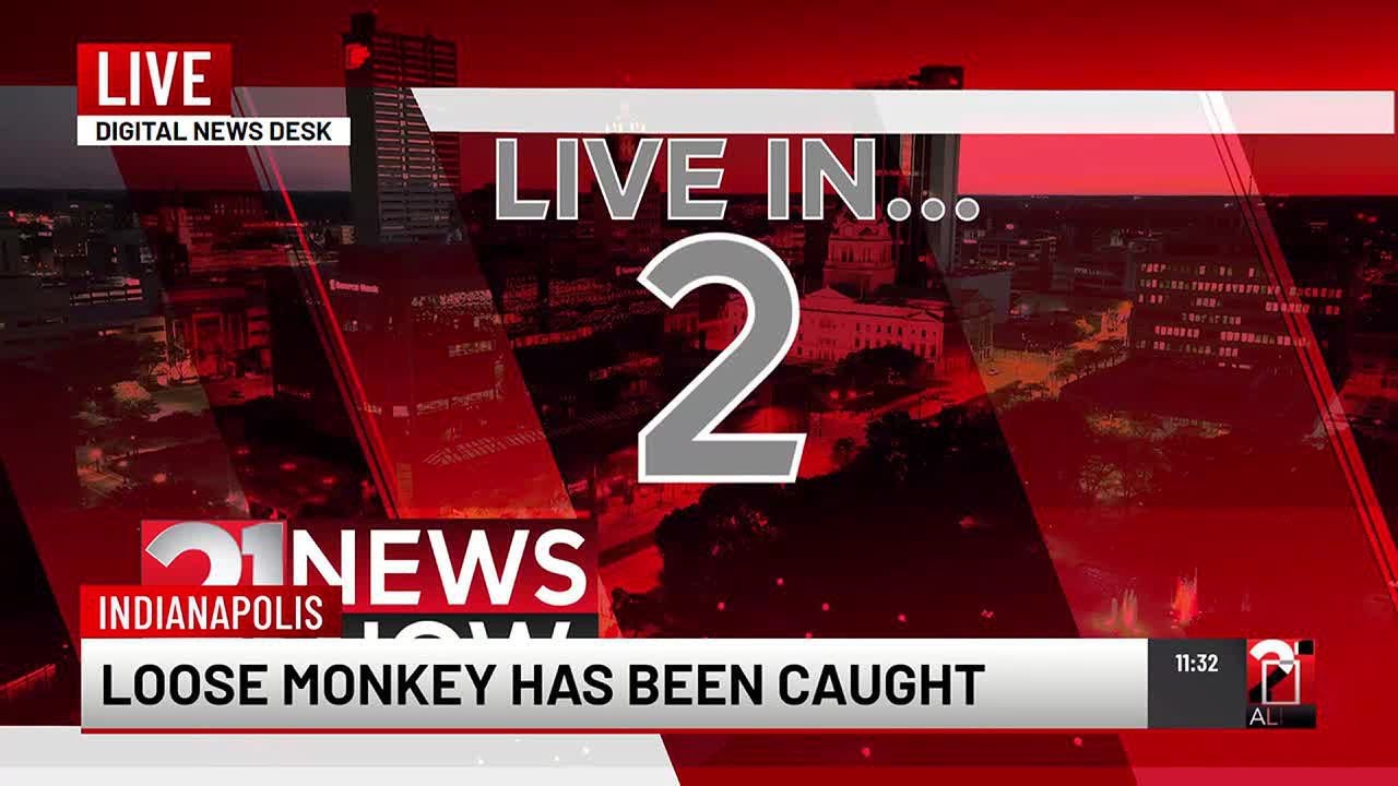 Loose monkey in Indianapolis neighborhood - YouTube