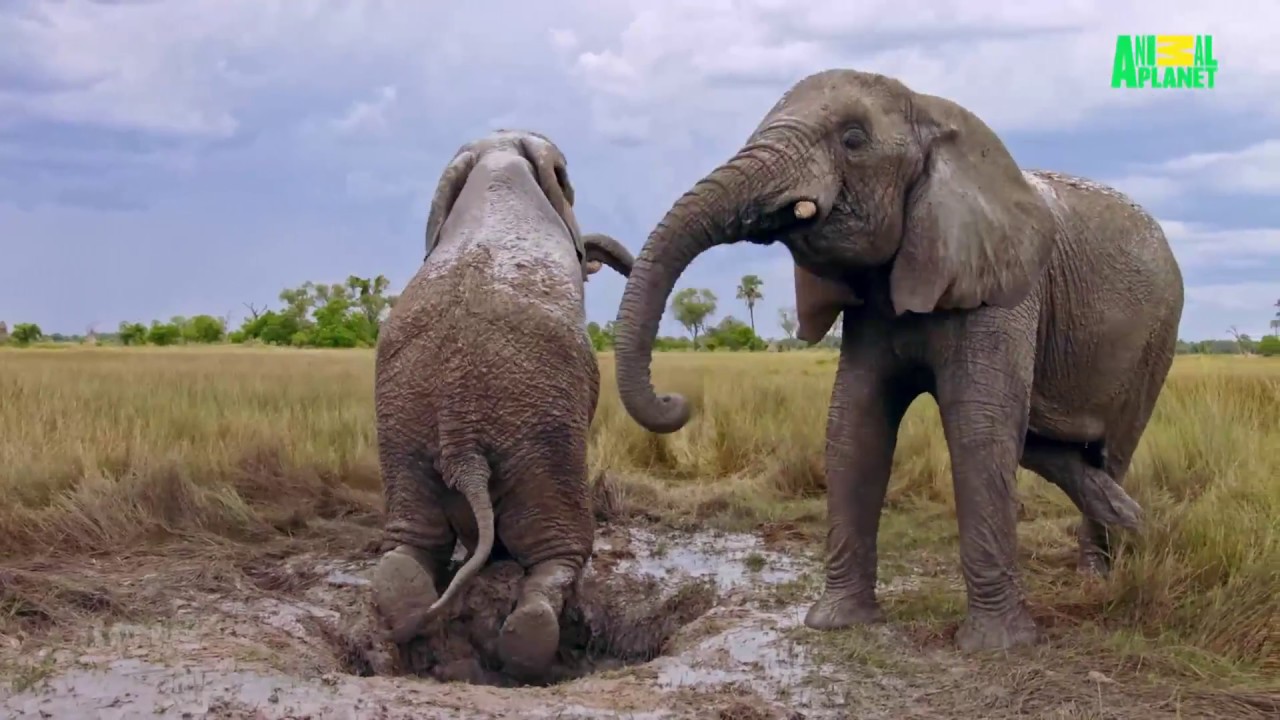 Dodo Heroes | Ep1 Preview #1 | Jabu the Elephant - YouTube