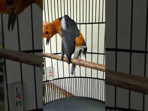 Anis BATA TELER #anisbataindonesia #aniskembangngeplong #kicaumaniabird