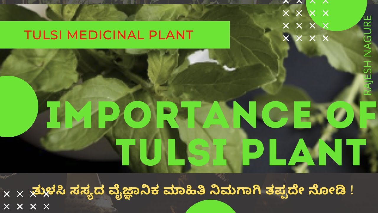 MEDICINAL VALUE OF TULSI PLANT|TULSI MEDICINAL PLANT|ತುಳಸಿ ಸಸ್ಯದ ...