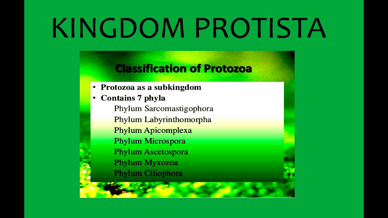 Classification Of Protozoa Lesson Explainer: Kingdom Protista | Nagwa